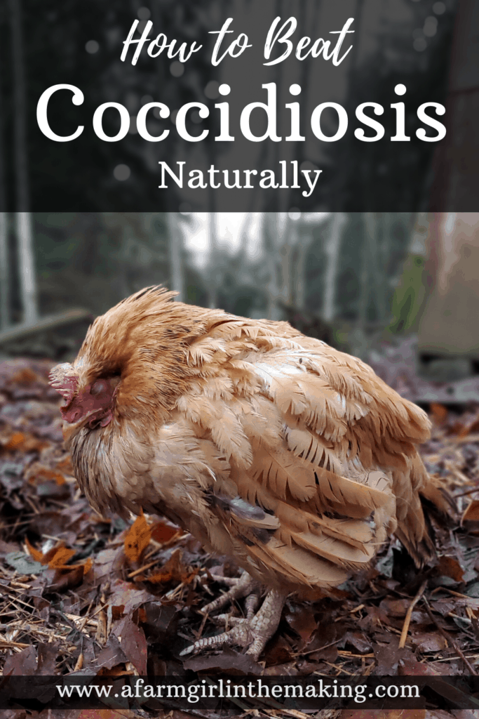 Best Treatment Coccidiosis Chickens at Autumn Banks blog