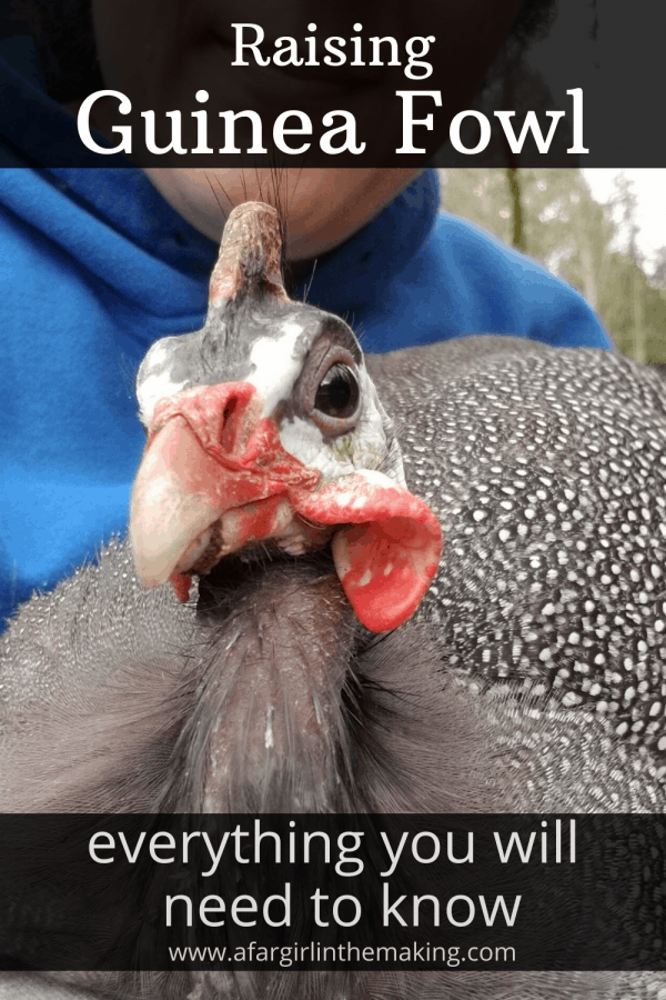 How to Raise Guinea Fowl | 10 Tips for Raising Guinea Fowl