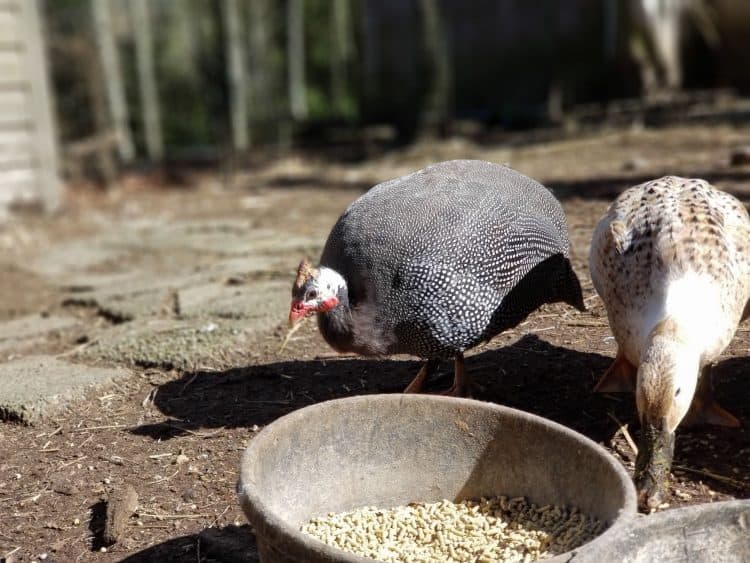 How to Raise Guinea Fowl | 10 Tips for Raising Guinea Fowl
