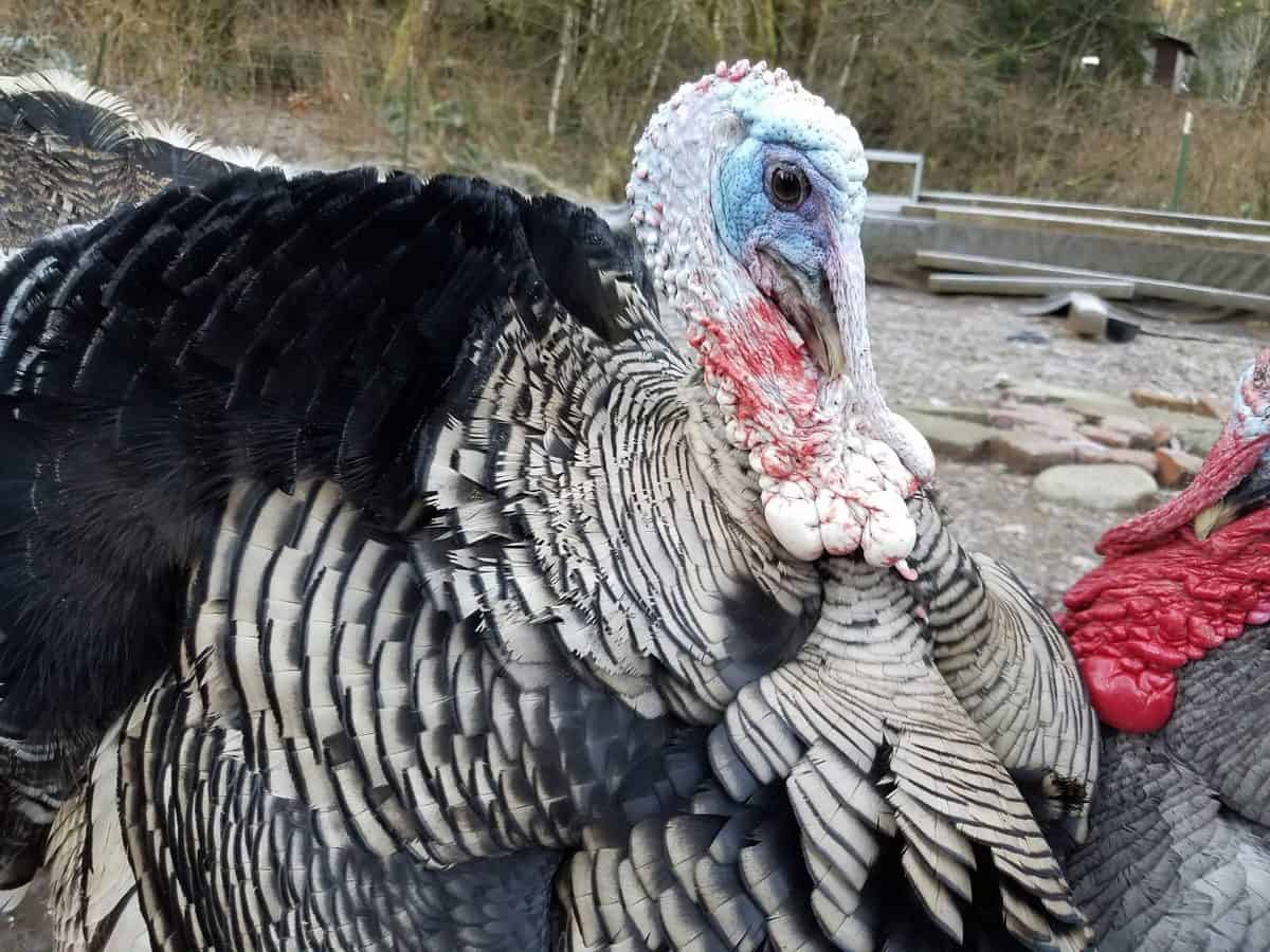 Raising Turkeys on the Homestead | A Farm Girl in the Making