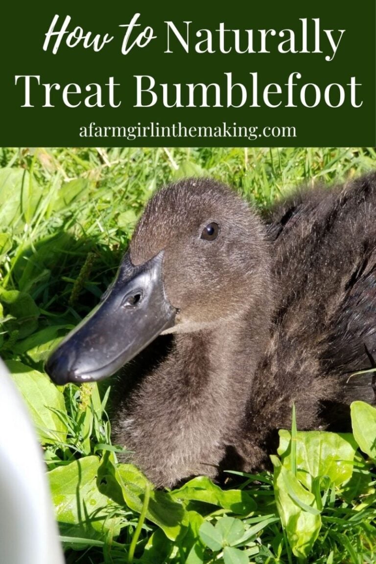Naturally Treating Bumblefoot in Chickens and Ducks