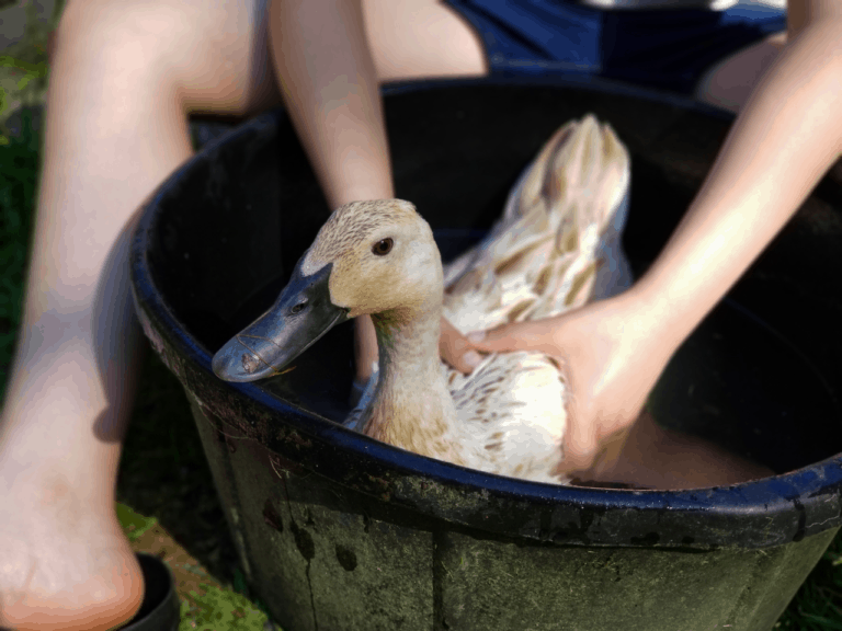 Naturally Treating Bumblefoot in Chickens and Ducks