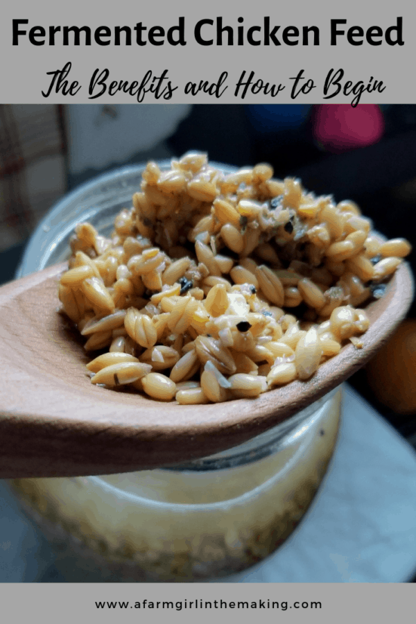 Fermented Chicken Feed for Better Flock Health | A Farm Girl in the Making