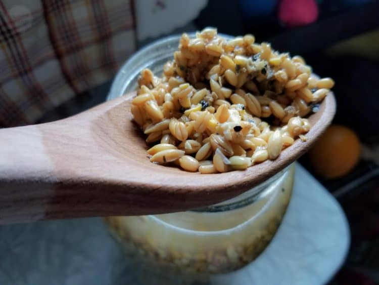 Fermented Chicken Feed for Better Flock Health | A Farm Girl in the Making