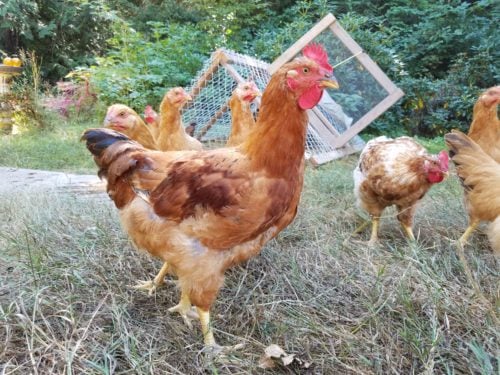 Raising Broiler Chickens: Breed, Feed, Housing | A Farm Girl in the Making