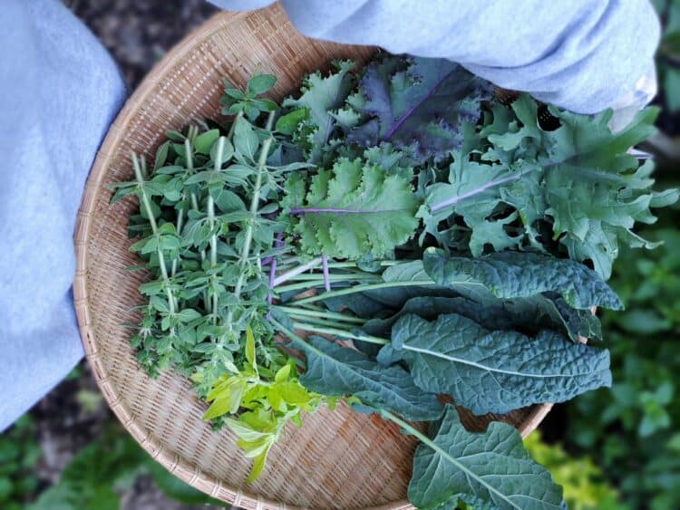 Feeding Rabbits Naturally | Reduce Pellet Feed | A Farm Girl in the Making