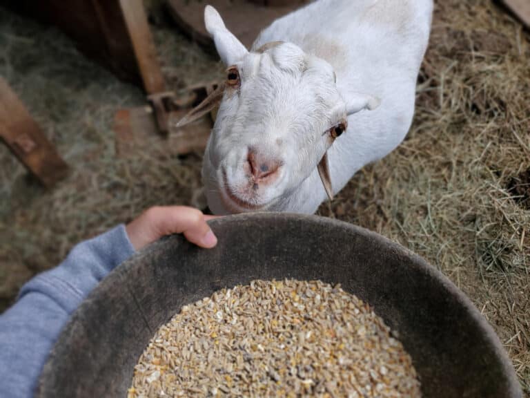 Feeding Goats Fermented Grains | A Farm Girl in the Making