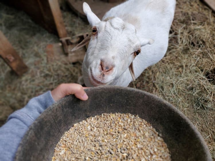 Homemade Goat Electrolyte | A Farm Girl in the Making