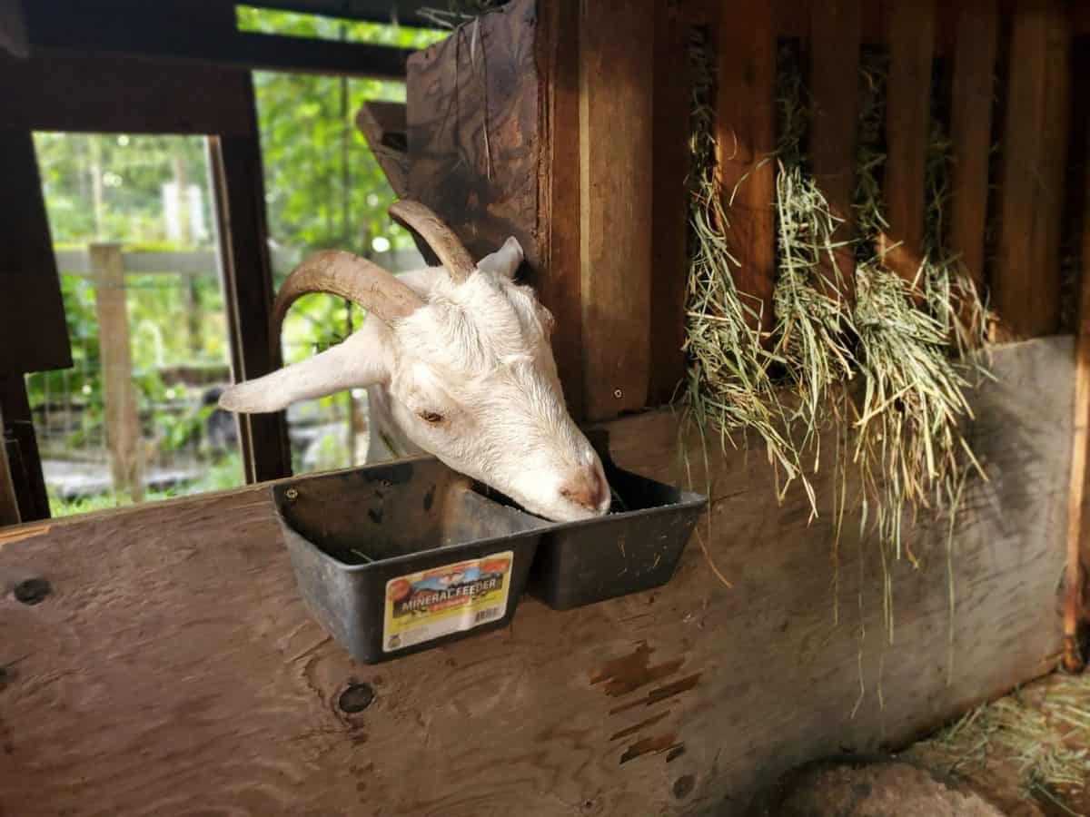 Homemade Goat Electrolyte | A Farm Girl in the Making