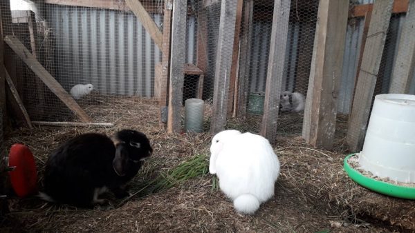 Housing Meat Rabbits | Rabbit Housing Options | A Farm Girl in the Making