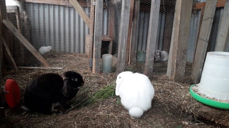 Housing Meat Rabbits | Rabbit Housing Options | A Farm Girl in the Making