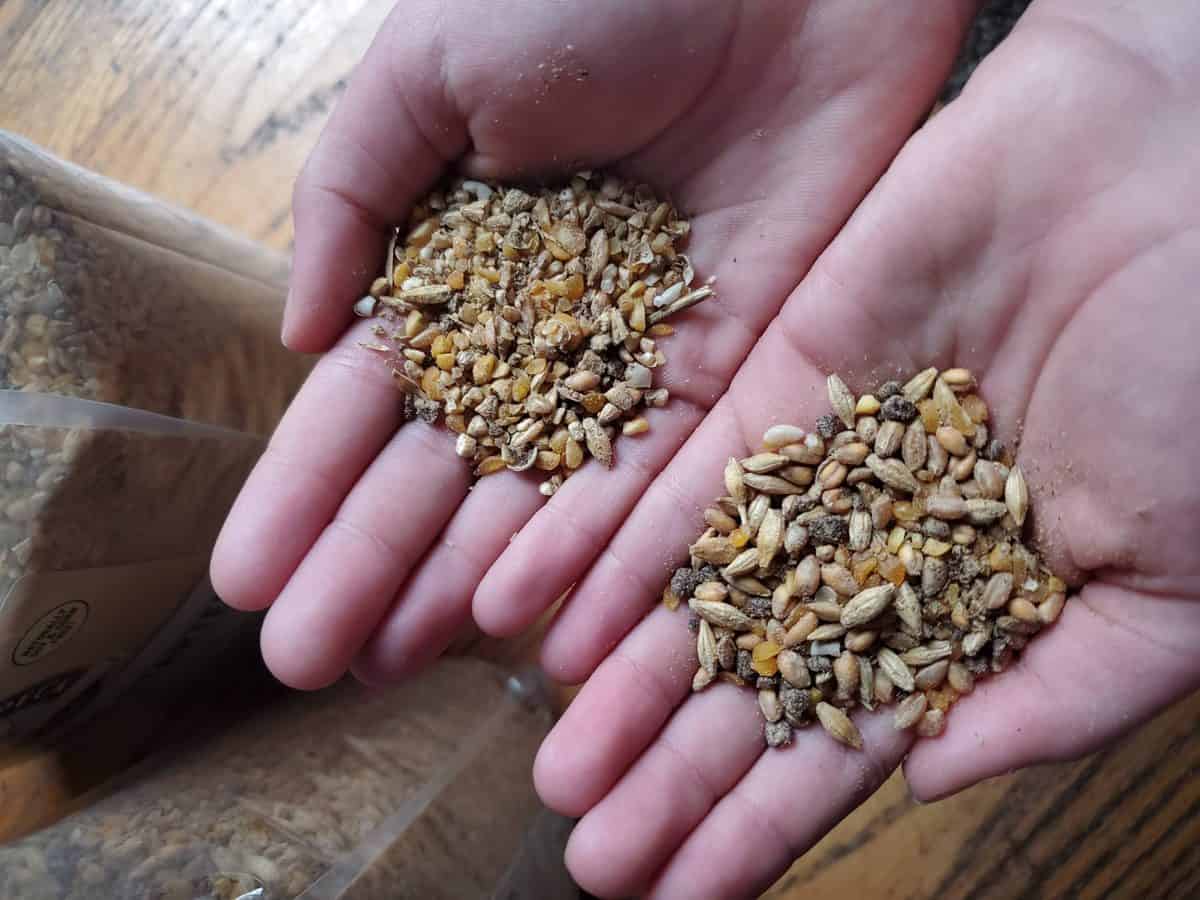 How to Feed Chickens Scratch Grains | A Farm Girl in the Making