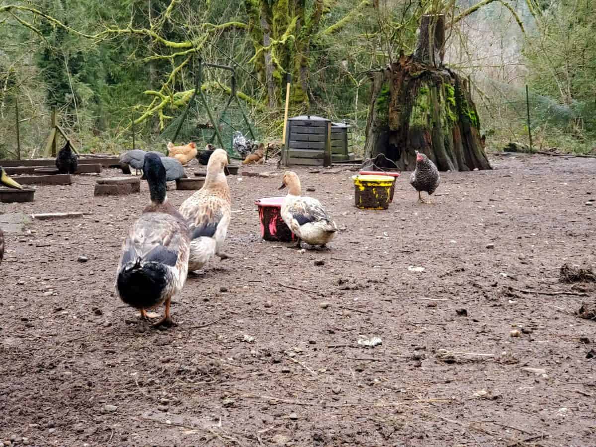 15 Tips for Raising Waterfowl | A Farm Girl in the Making