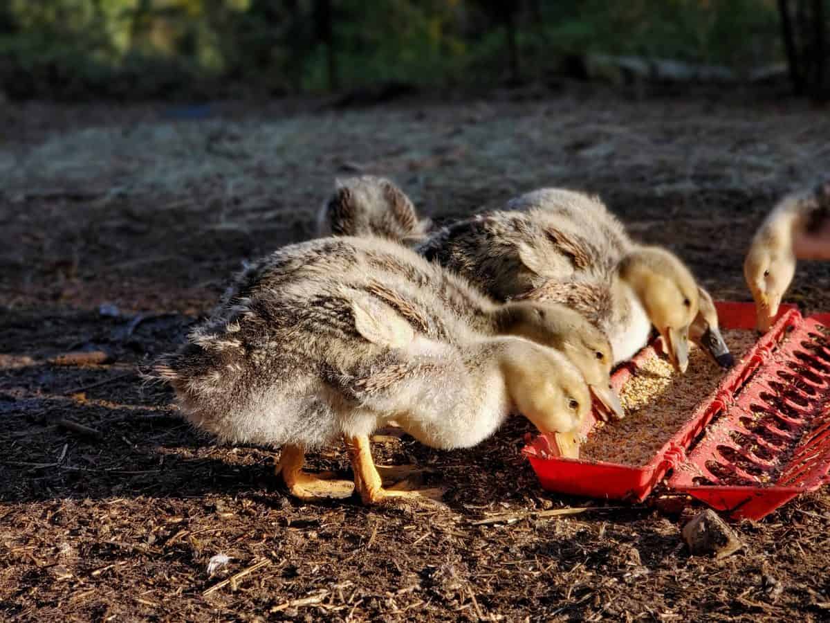 15 Tips for Raising Waterfowl | A Farm Girl in the Making