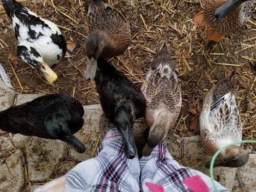 15 Tips for Raising Waterfowl | A Farm Girl in the Making
