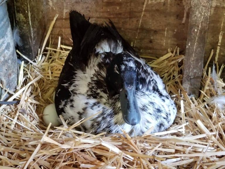 15 Tips for Raising Waterfowl | A Farm Girl in the Making