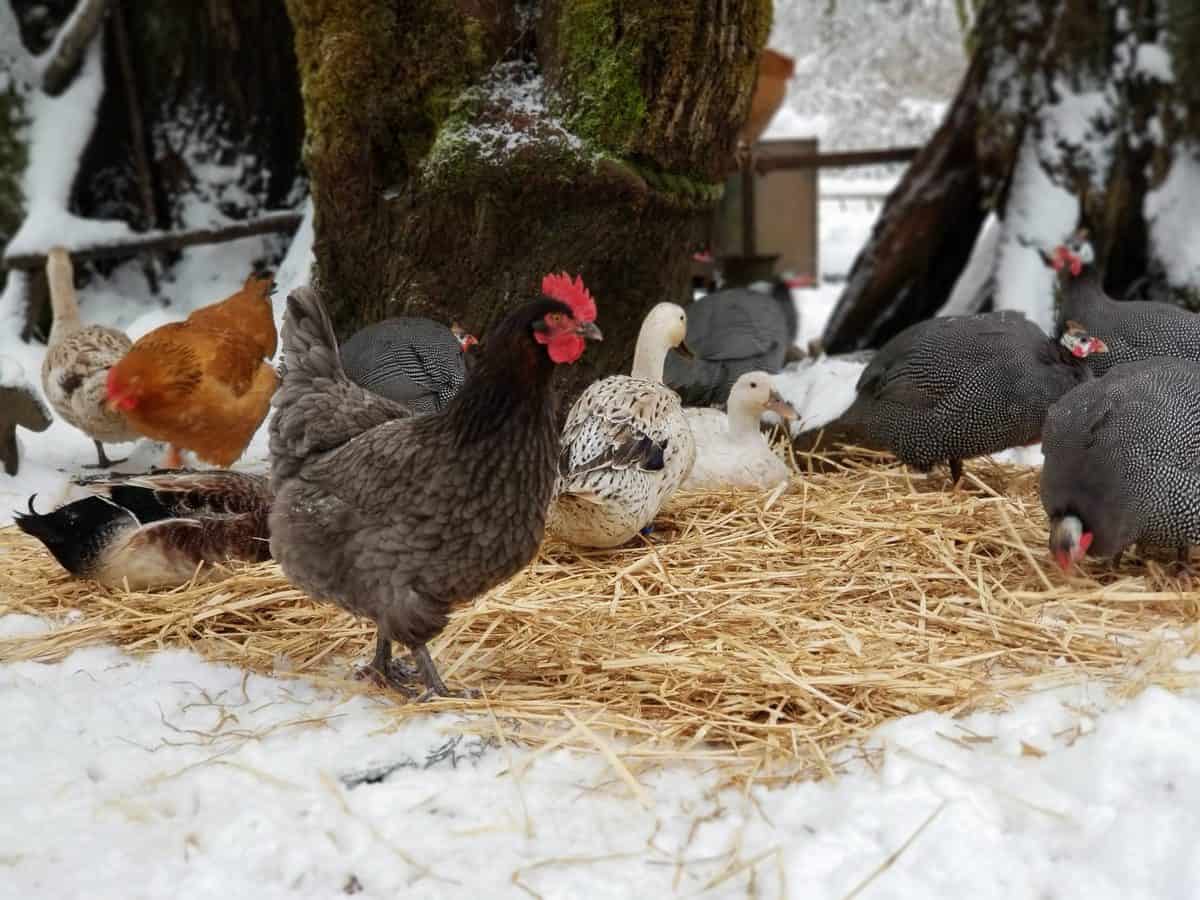 15 Tips for Raising Waterfowl | A Farm Girl in the Making