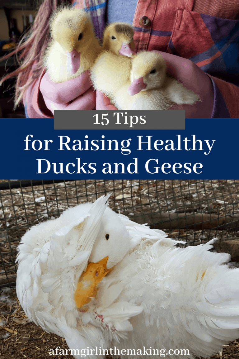15 Tips for Raising Waterfowl | A Farm Girl in the Making