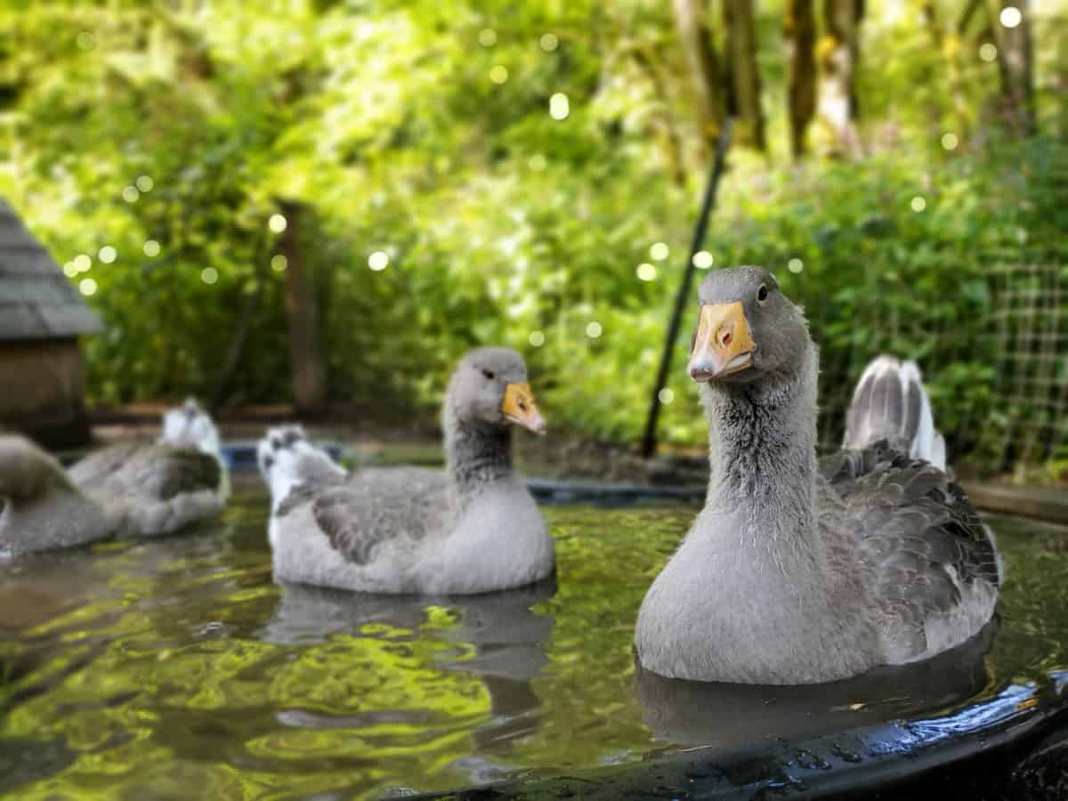 What to Feed Geese | Feed and Treat Options | A Farm Girl in the Making