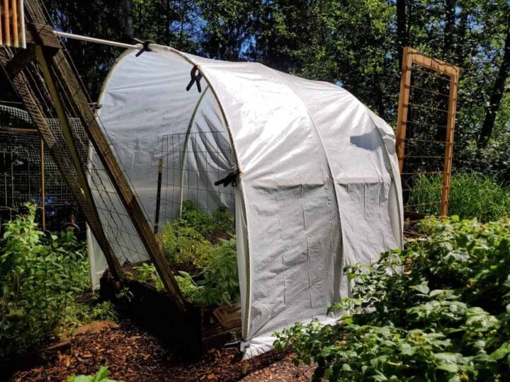 DIY Polytunnel for under Forty Dollars