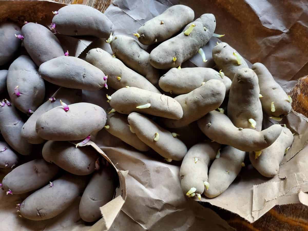 Best Storing Potatoes for Keeping Long-Term | A Farm Girl in the Making
